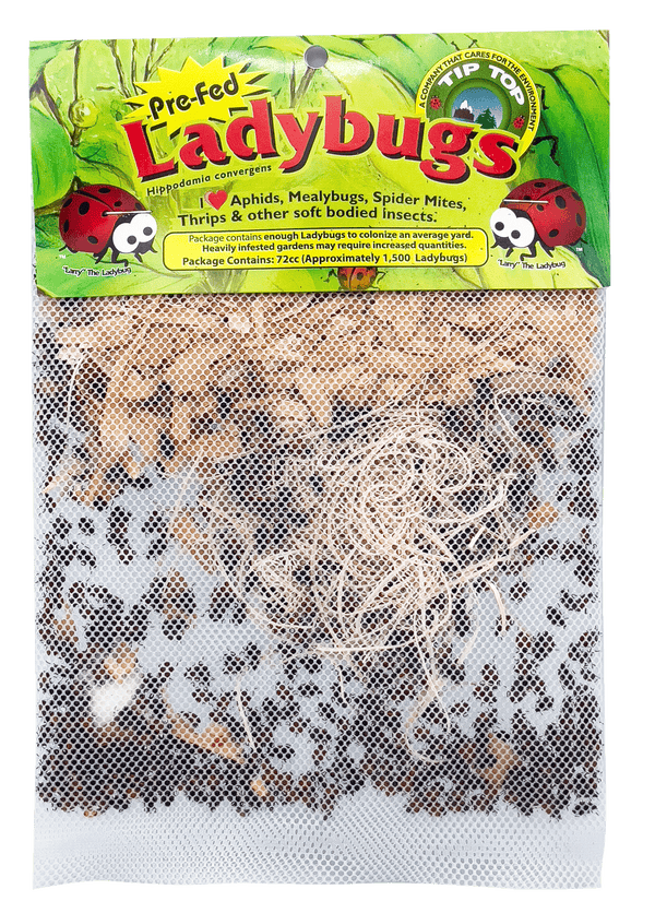 Pre-Fed Ladybugs