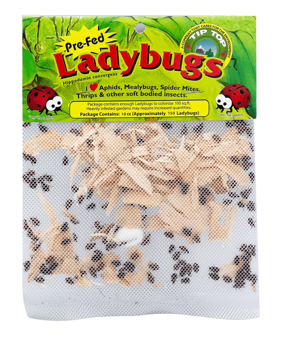 Pre-Fed Ladybugs