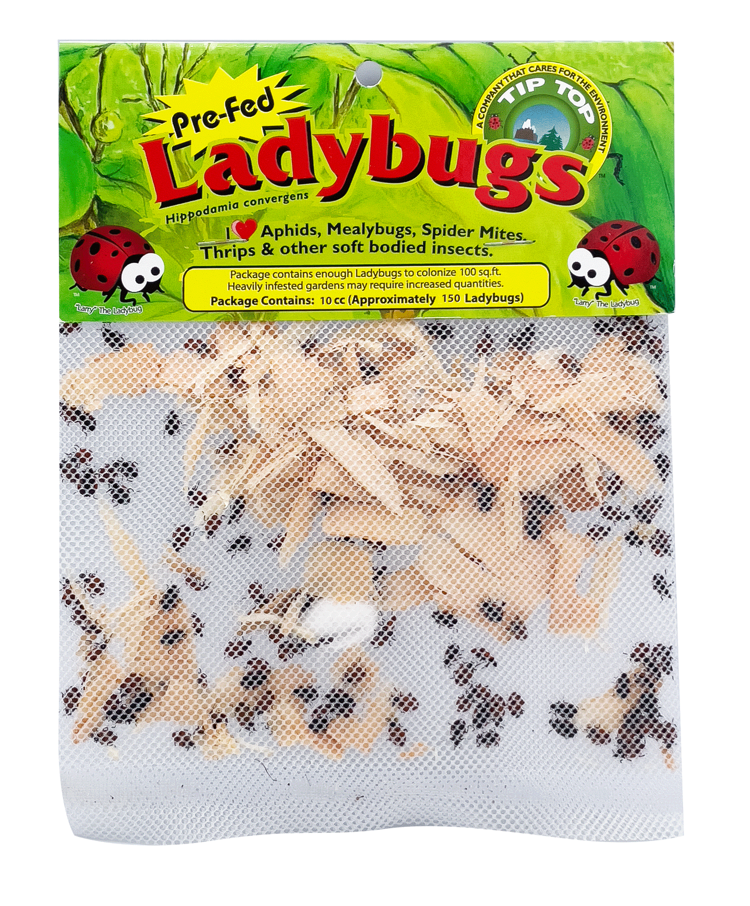 Pre-Fed Ladybugs