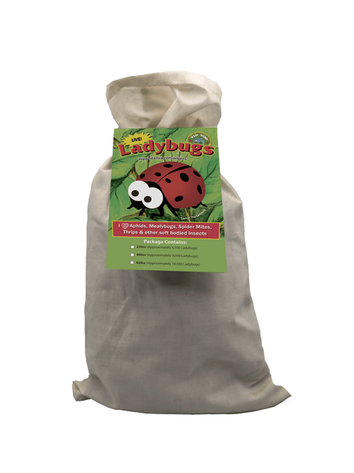 Pre-Fed Ladybugs
