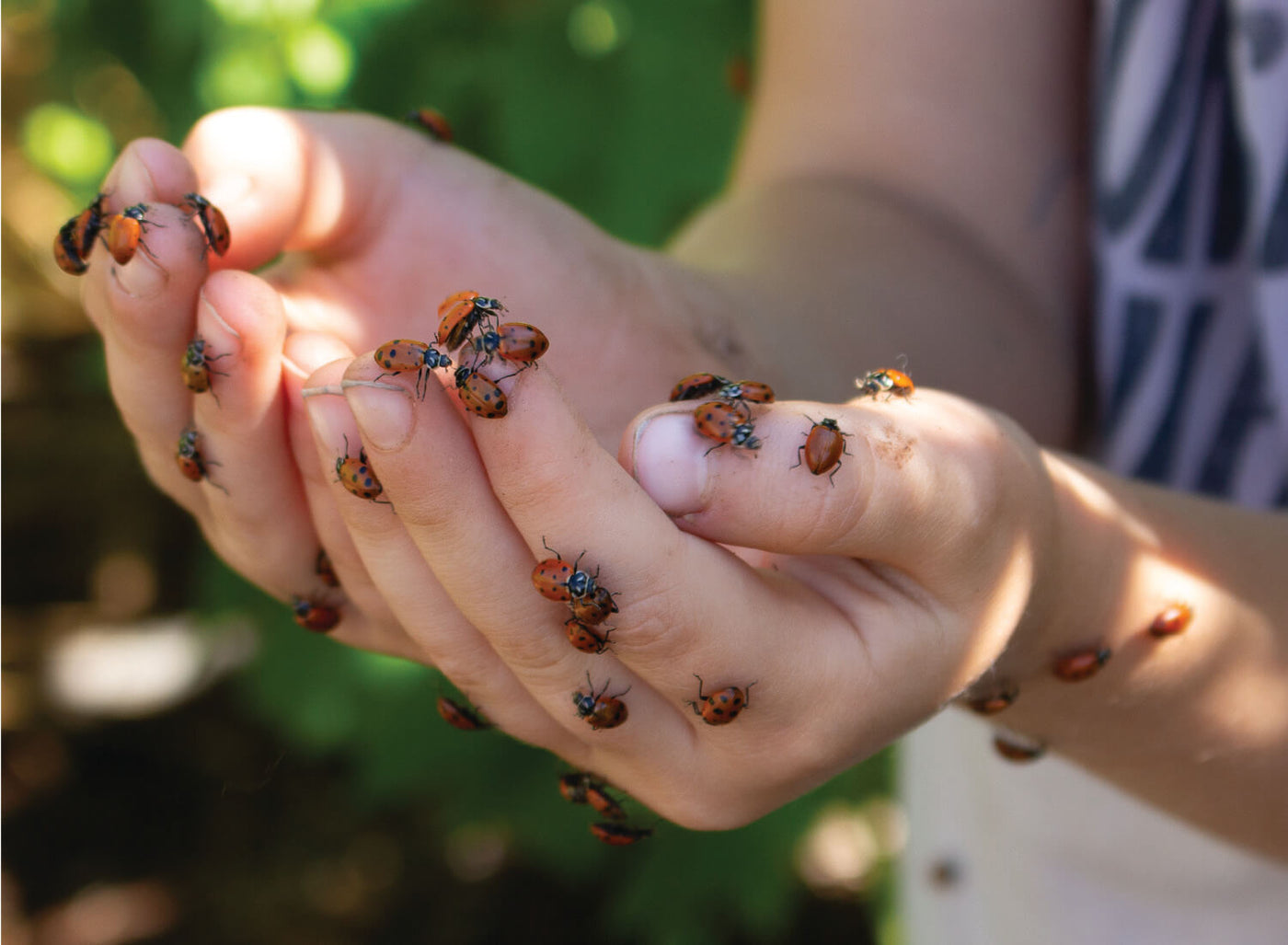 Pre-Fed Ladybugs