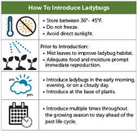 Pre-Fed Ladybugs