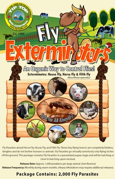 Fly Exterminators - Fly Control